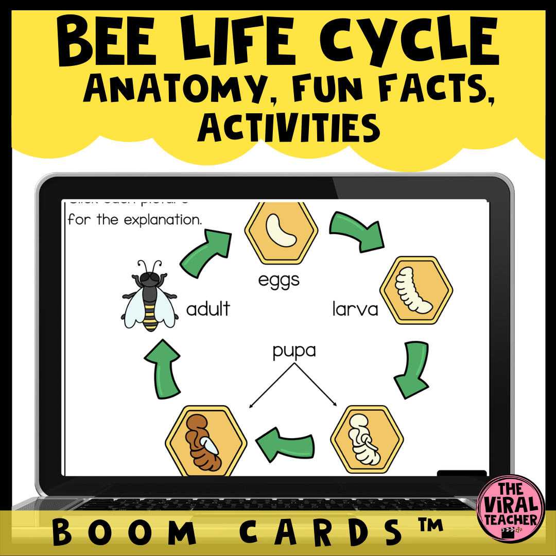 Bee Life Cycle Reading Comprehension and Digital Activities Boom Cards ...
