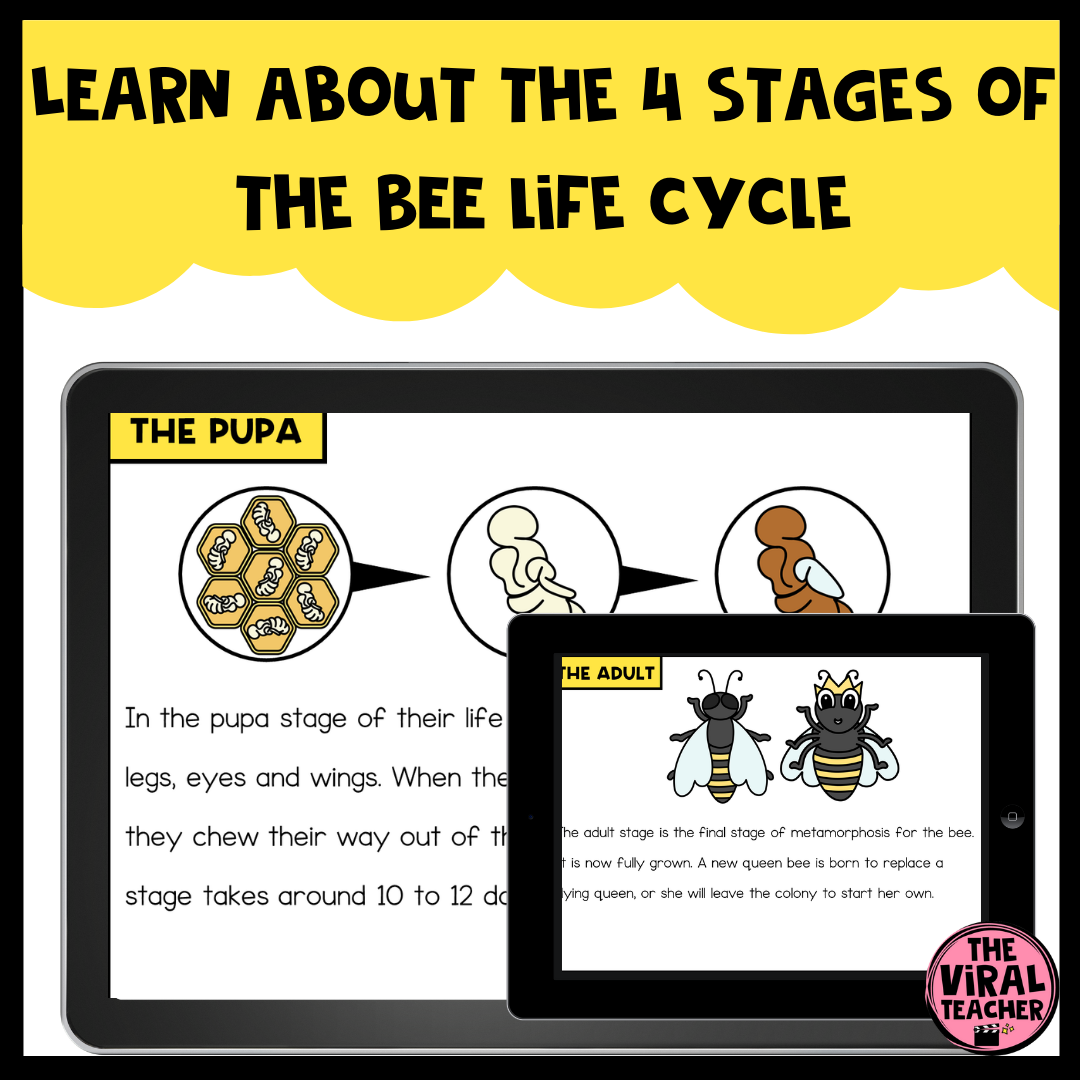 Bee Life Cycle Reading Comprehension and Digital Activities Boom Cards ...