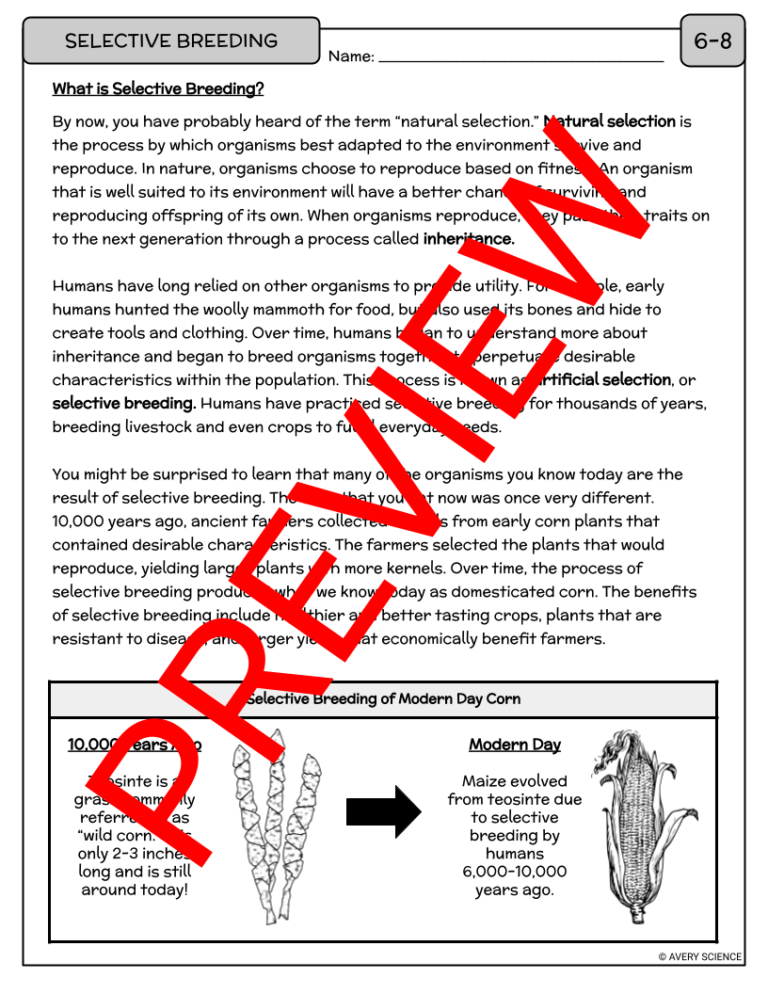 Artificial Selection and Selective Breeding Reading Passage Worksheets ...