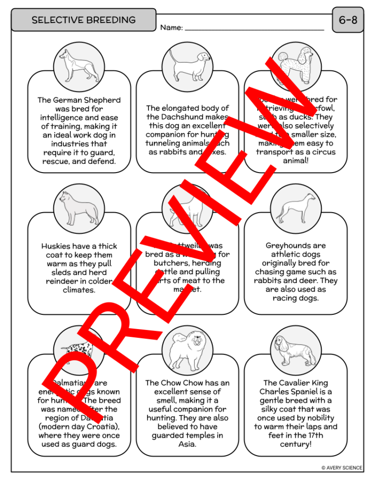 Artificial Selection and Selective Breeding Reading Passage Worksheets ...