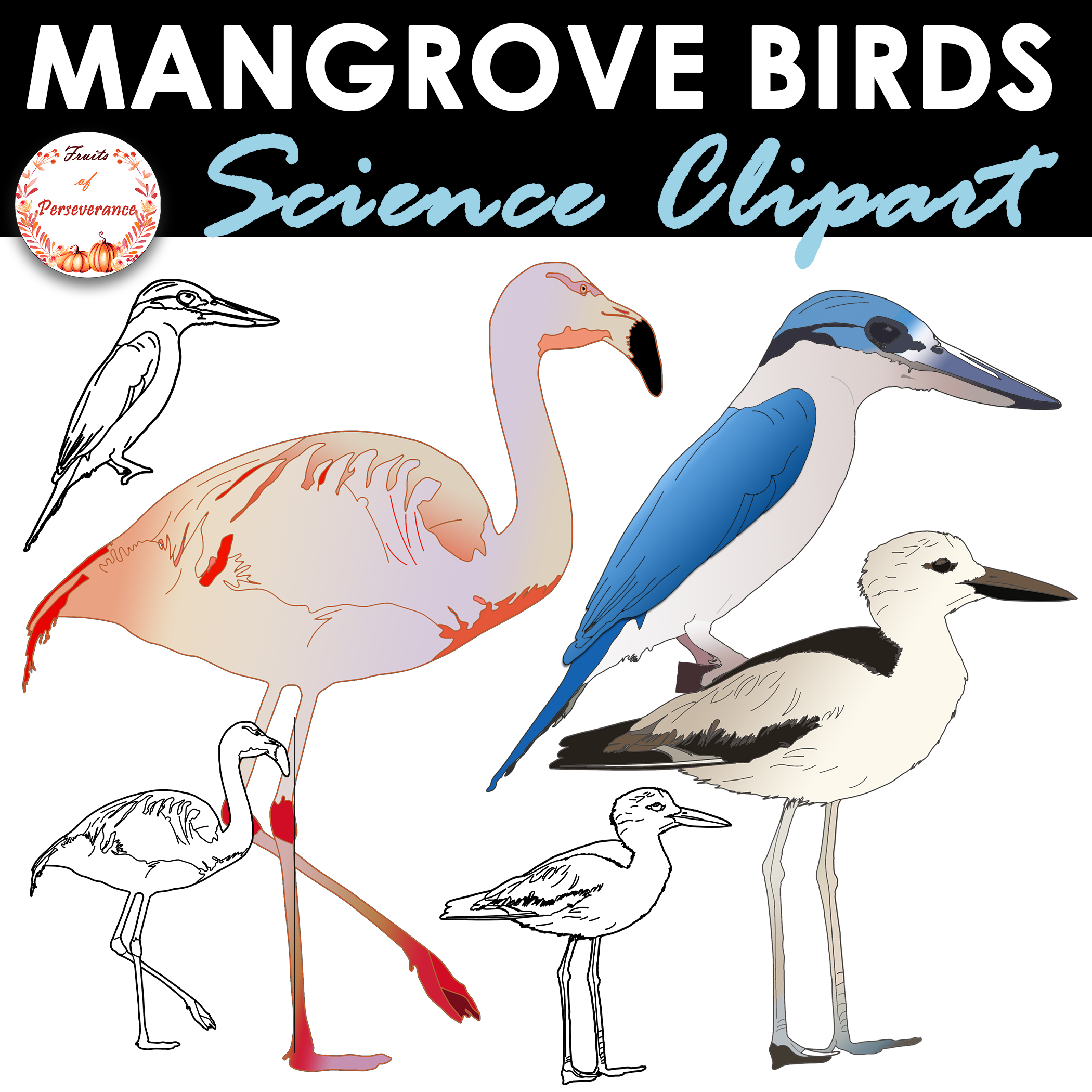 Realistic Birds Clipart | Mangroves and Wetlands Clip Art | Made By ...