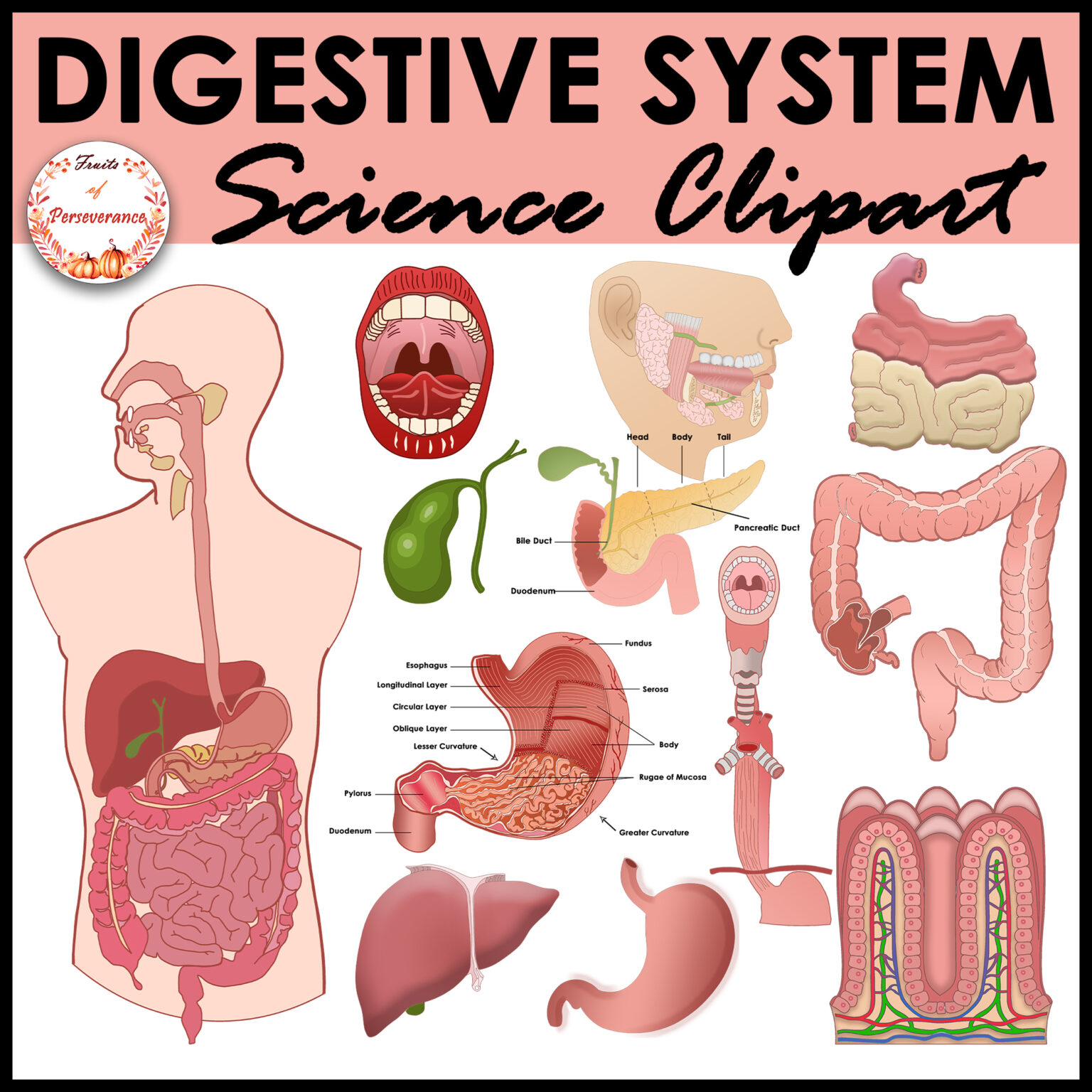 Human Digestive System Anatomy Clipart - Made By Teachers