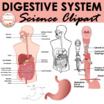 Human Digestive System Anatomy Clipart - Made By Teachers