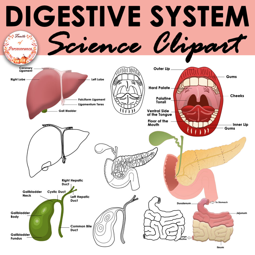 Human Digestive System Anatomy Clipart | Made By Teachers