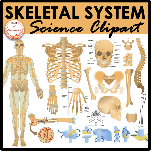 Skeletal System Anatomy Clipart | Joints and Bones Labels and Diagrams ...