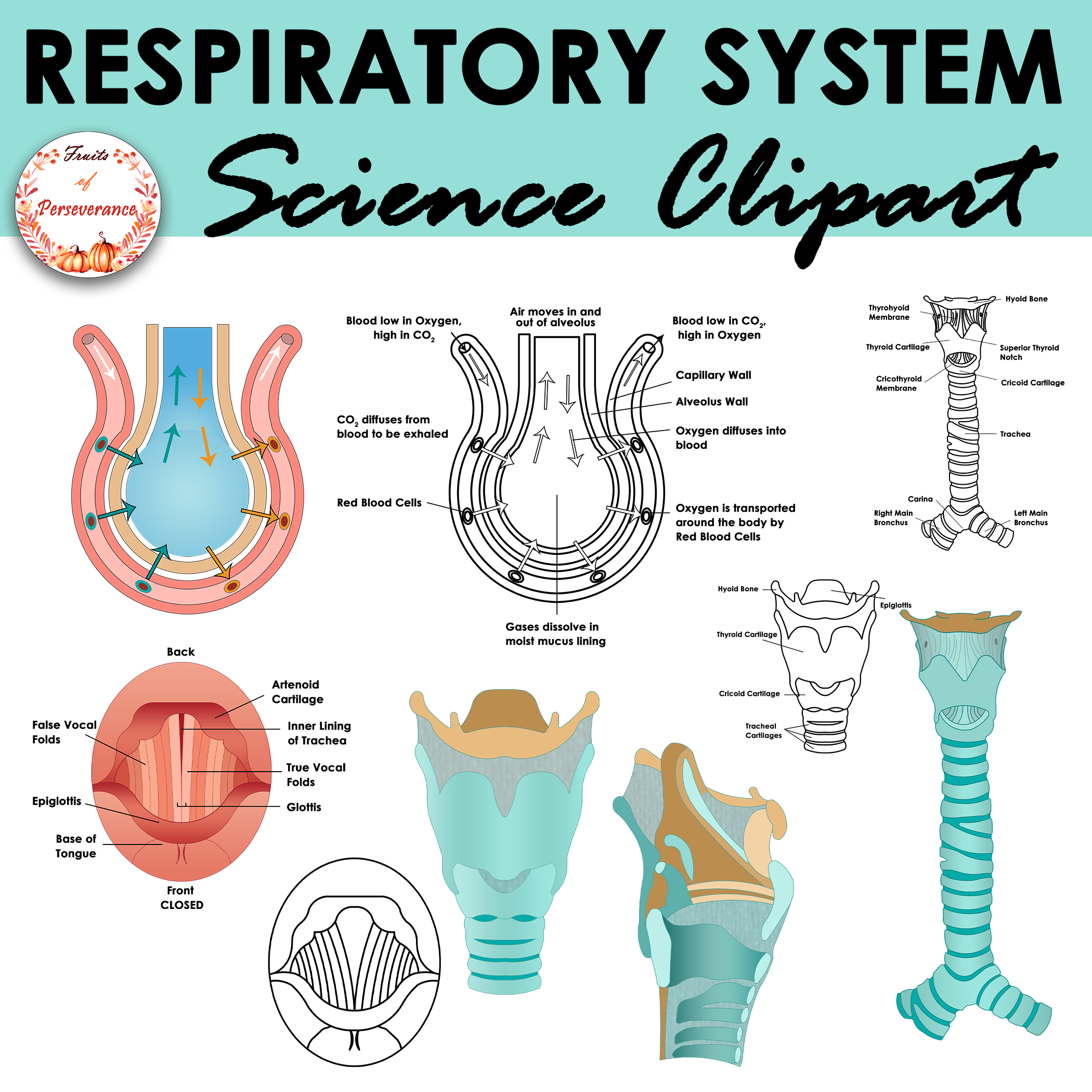 Respiratory System Anatomy Clipart | Made By Teachers