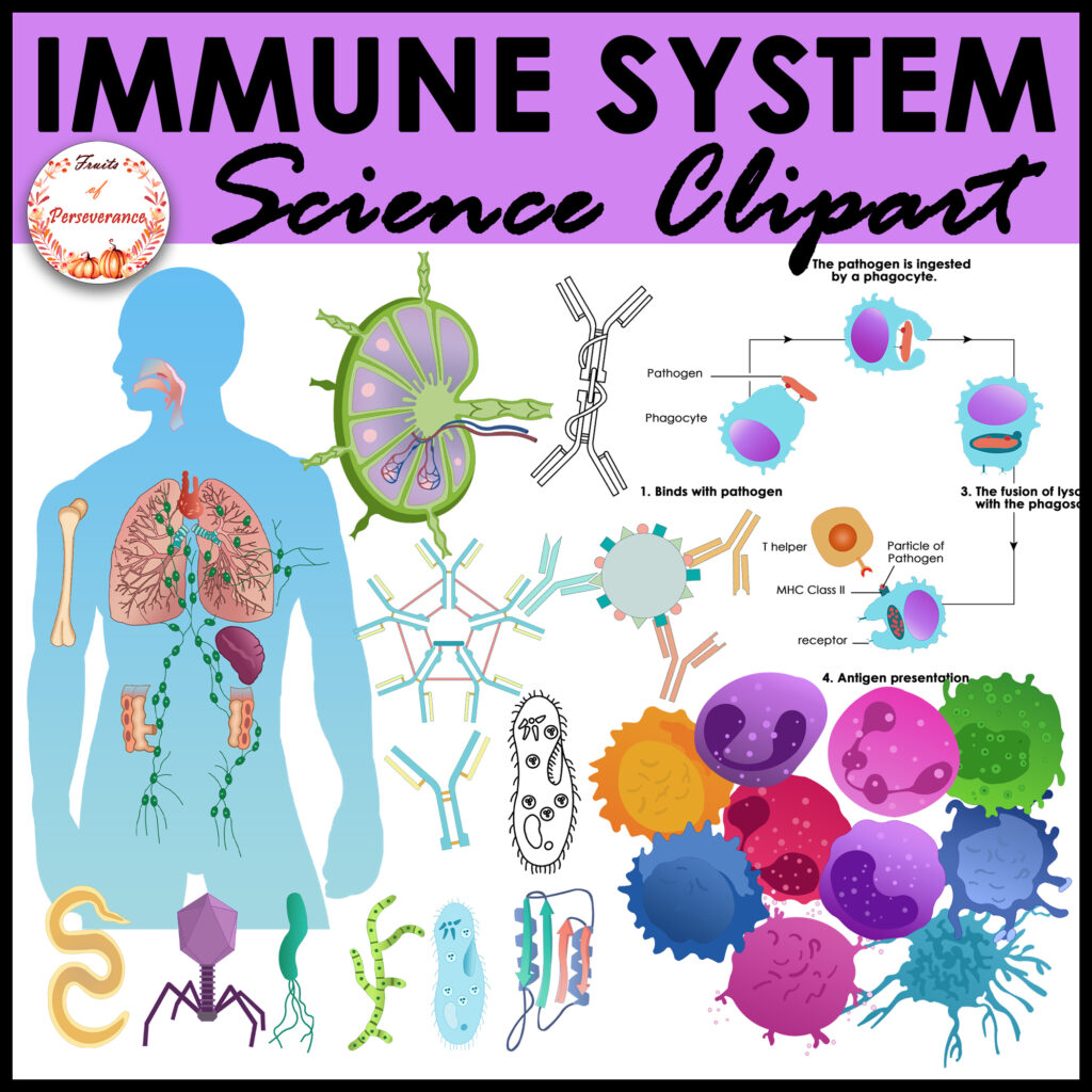Immune System Anatomy Clipart | Organs Cells Pathogens & Phagocytosis ...