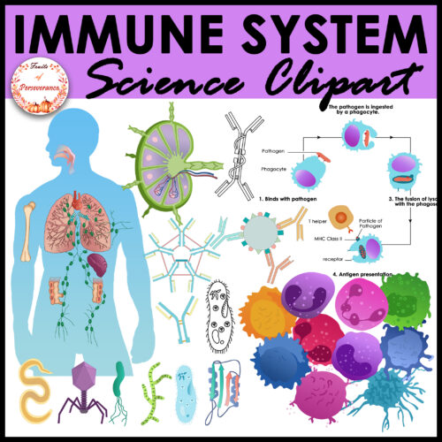 Immune System Anatomy Clipart | Organs Cells Pathogens & Phagocytosis ...