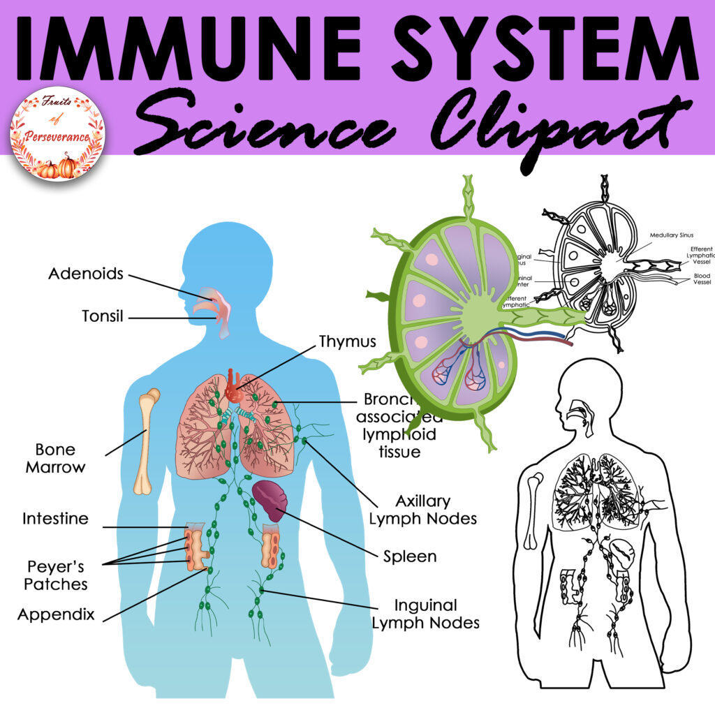 Immune System Anatomy Clipart | Organs Cells Pathogens & Phagocytosis ...
