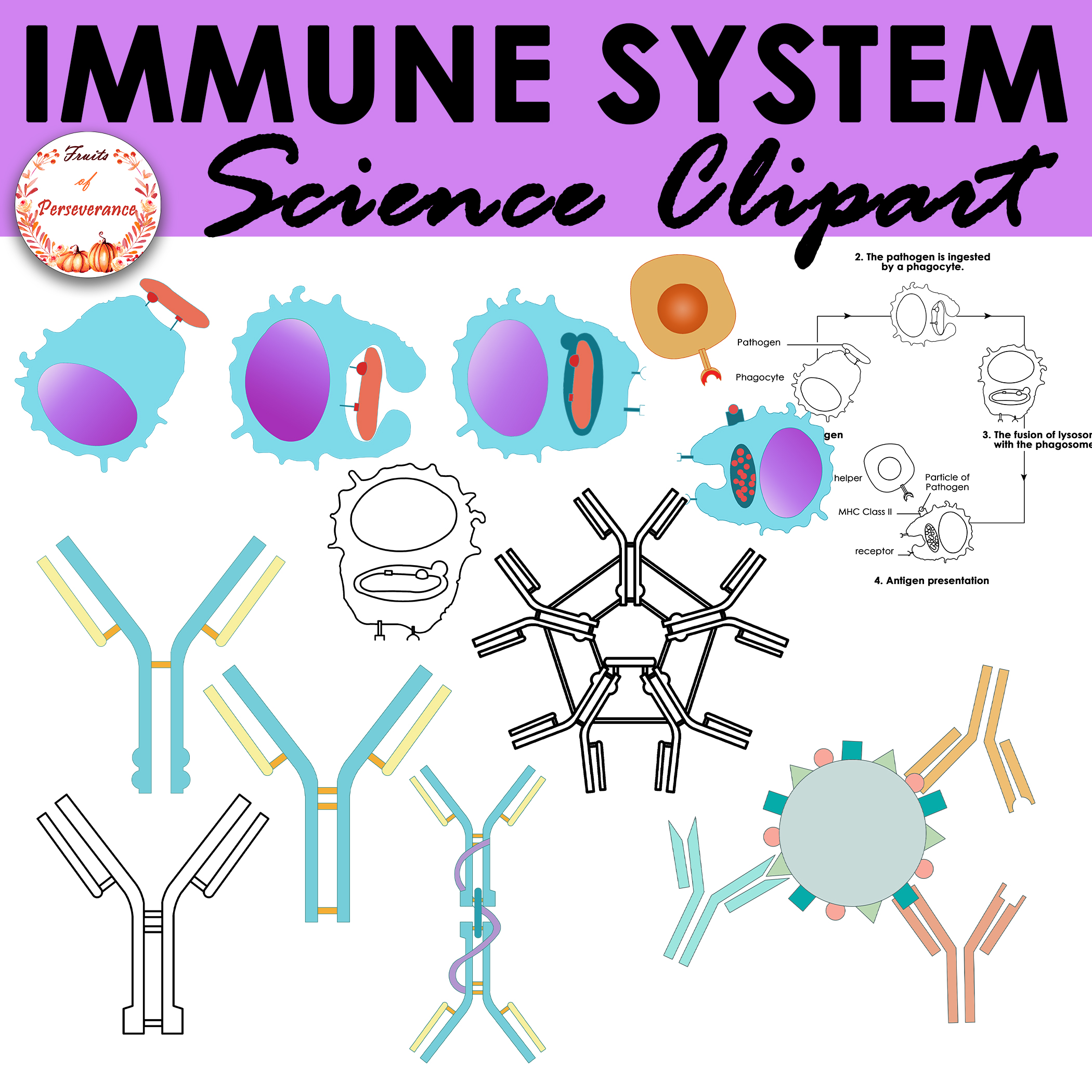 Immune System Anatomy Clipart | Organs Cells Pathogens & Phagocytosis ...