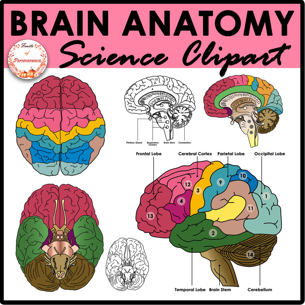 Brain Anatomy Clipart | Nervous System Clip art | Made By Teachers