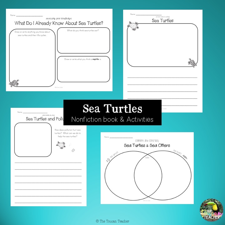Sea turtles nonfiction book and activities - Made By Teachers