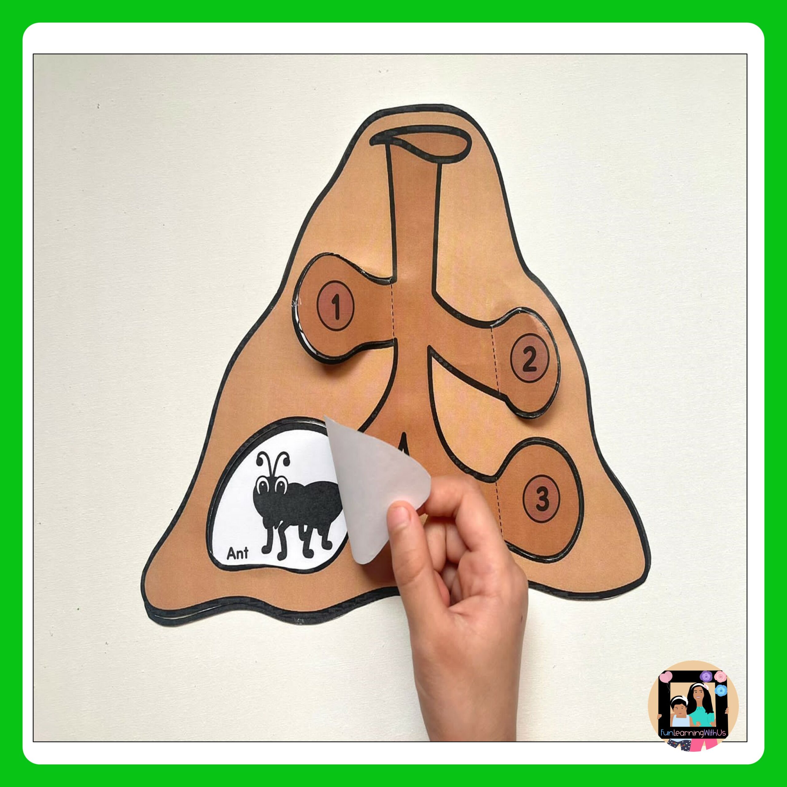 Ant Lifecycle Craft | Made By Teachers