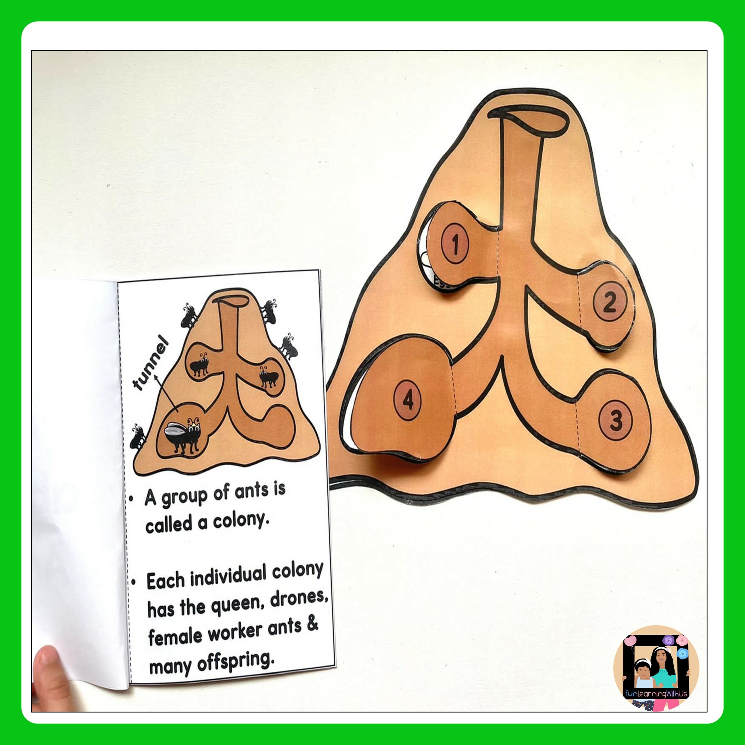All About Ants - Life Cycle Craft & Flip Book - Made By Teachers