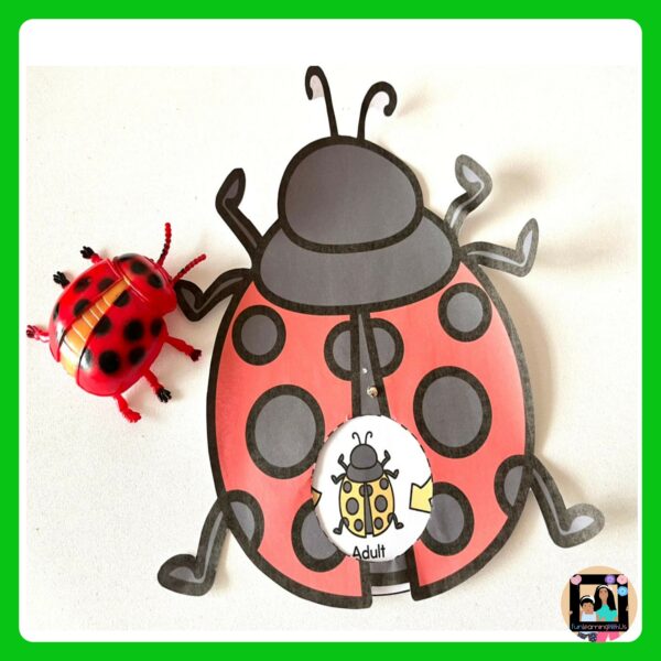 All About Ladybug Life Cycle Craft & Flip Book | Made By Teachers