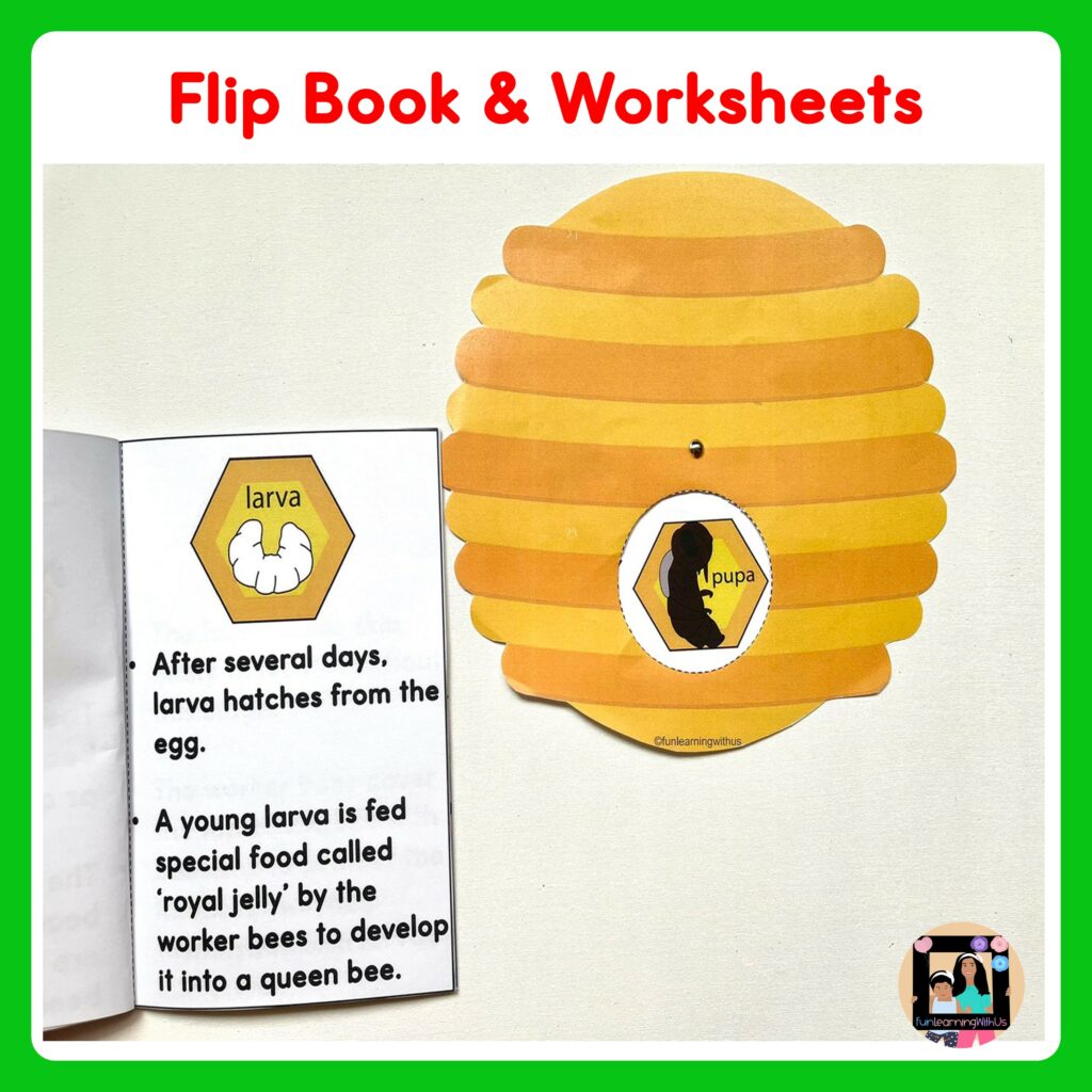 All About Ants Butterfly Bees & Ladybug Lifecycle Craft & Flip Book ...