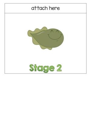 Life Cycle of a Frog Science Curriculum Unit. | Made By Teachers