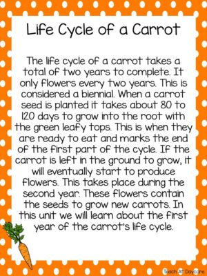 Life Cycle of a Carrot Science Curriculum Unit. | Made By Teachers