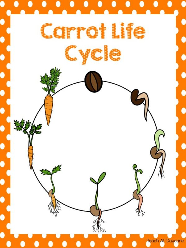 Life Cycle of a Carrot Science Curriculum Unit. | Made By Teachers