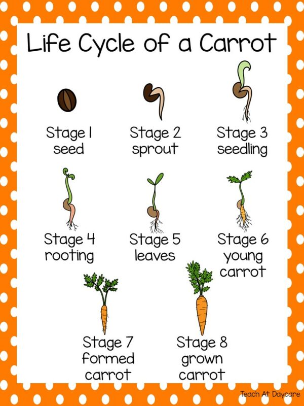 Life Cycle of a Carrot Science Curriculum Unit. | Made By Teachers