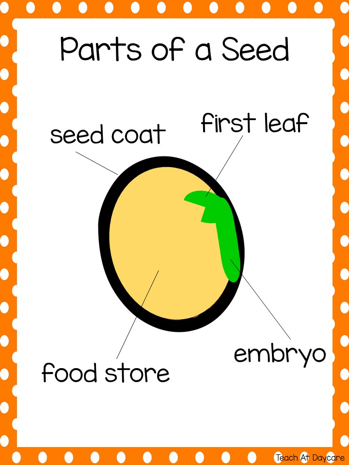 Life Cycle of a Carrot Science Curriculum Unit. | Made By Teachers