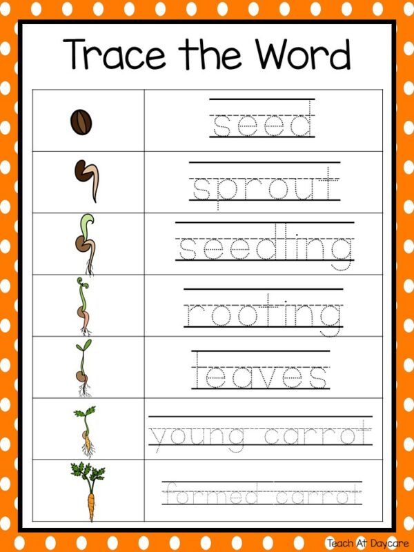 Life Cycle of a Carrot Science Curriculum Unit. | Made By Teachers