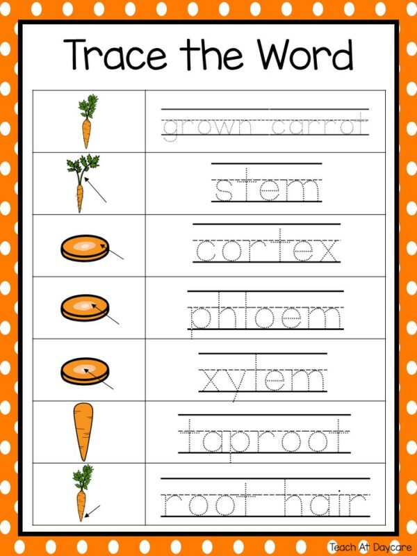 Life Cycle of a Carrot Science Curriculum Unit. | Made By Teachers