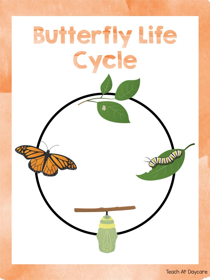 Life Cycle of a Butterfly Science Curriculum Unit. | Made By Teachers