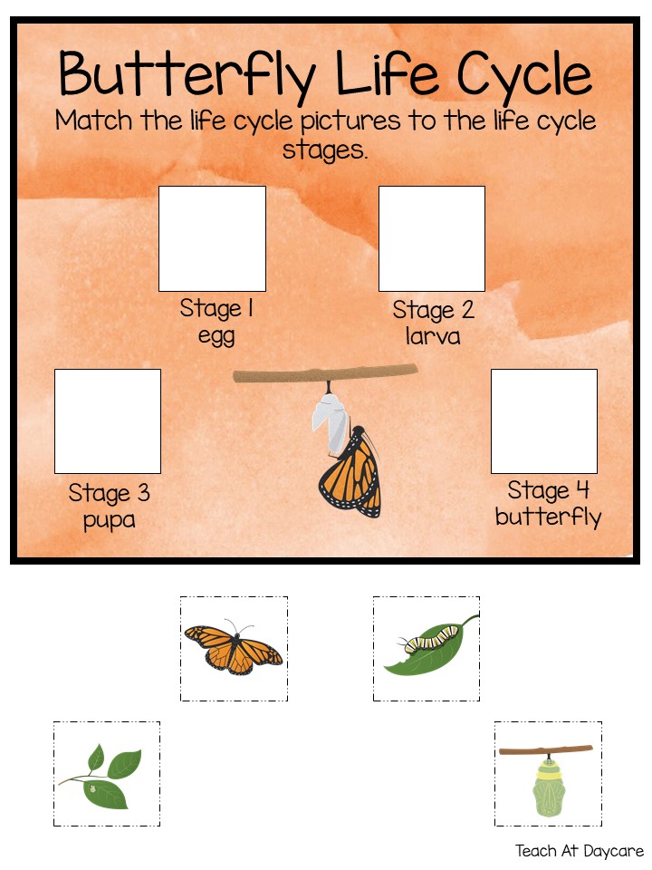 Life Cycle of a Butterfly Science Curriculum Unit. | Made By Teachers