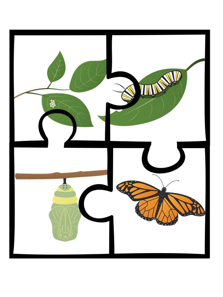Life Cycle of a Butterfly Science Curriculum Unit. | Made By Teachers