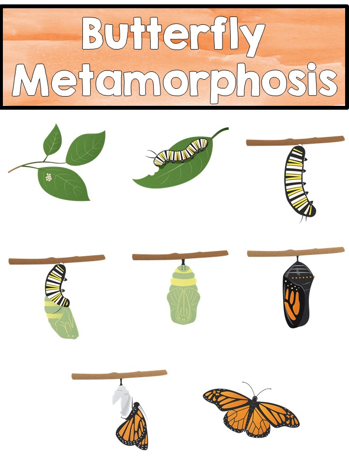 Life Cycle of a Butterfly Science Curriculum Unit. | Made By Teachers