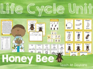 Life Cycle of a Honey Bee Science Curriculum Unit. | Made By Teachers