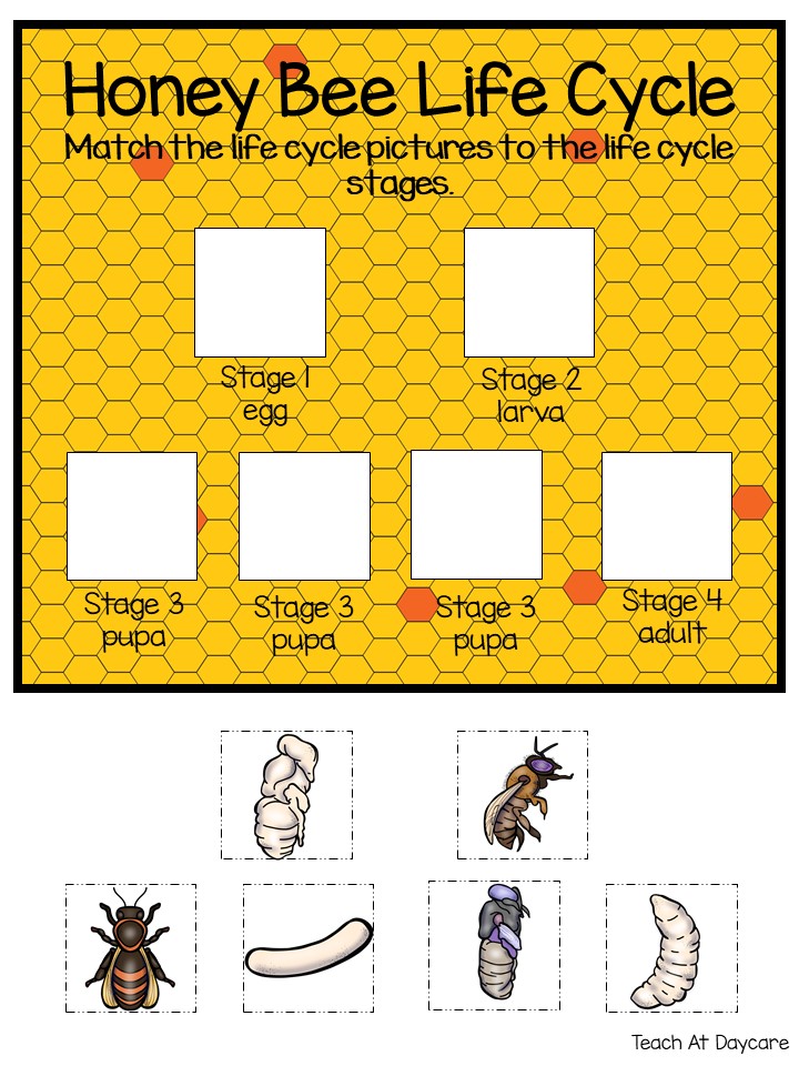 Life Cycle of a Honey Bee Science Curriculum Unit. | Made By Teachers