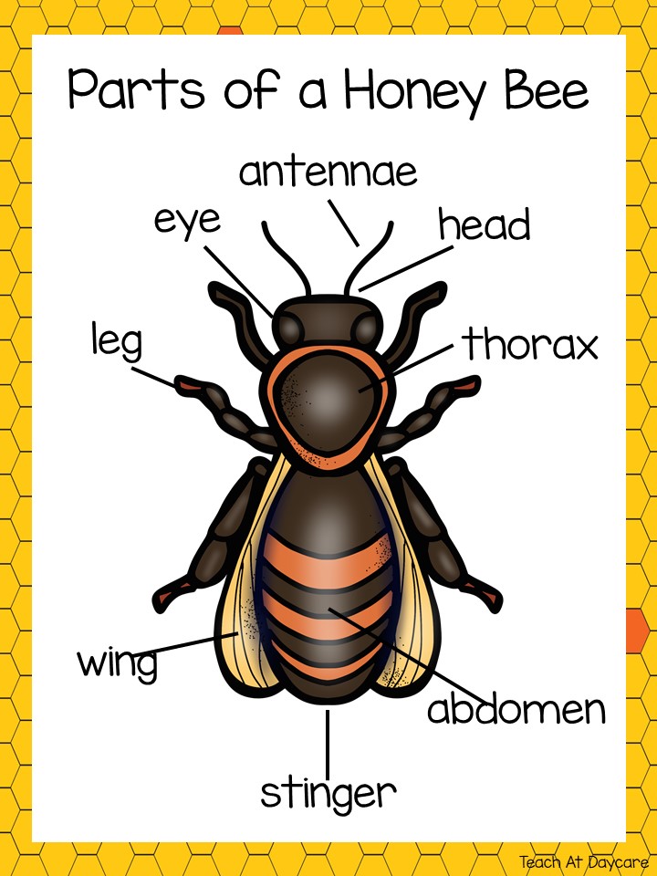 Life Cycle of a Honey Bee Science Curriculum Unit. | Made By Teachers