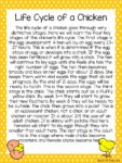 Life Cycle of a Chicken Science Curriculum Unit. - Made By Teachers