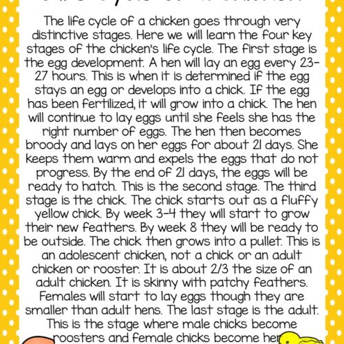 Life Cycle of a Chicken Science Curriculum Unit. | Made By Teachers