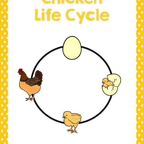 Life Cycle of a Chicken Science Curriculum Unit. | Made By Teachers