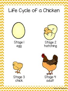 Life Cycle of a Chicken Science Curriculum Unit. - Made By Teachers