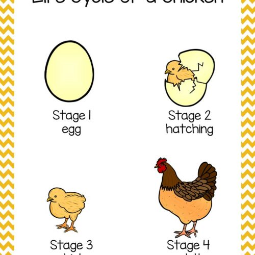 Life Cycle of a Chicken Science Curriculum Unit. | Made By Teachers