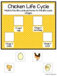 Life Cycle of a Chicken Science Curriculum Unit. - Made By Teachers