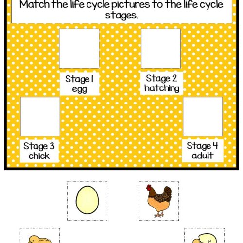 Life Cycle of a Chicken Science Curriculum Unit. | Made By Teachers