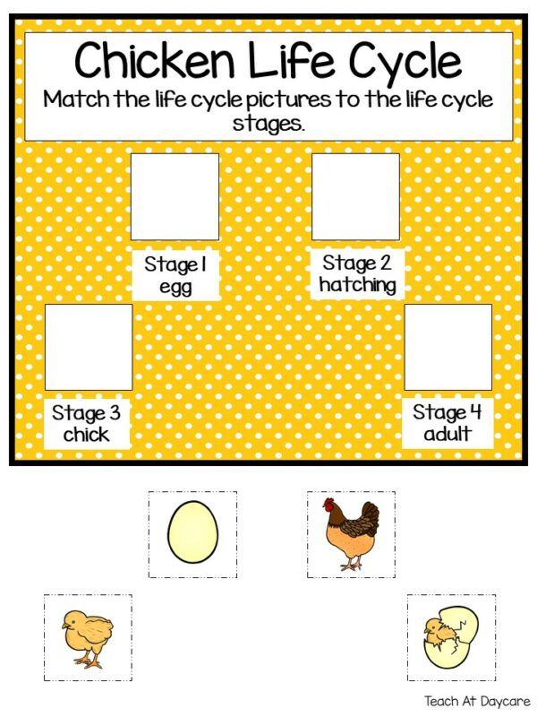 Life Cycle of a Chicken Science Curriculum Unit. - Made By Teachers