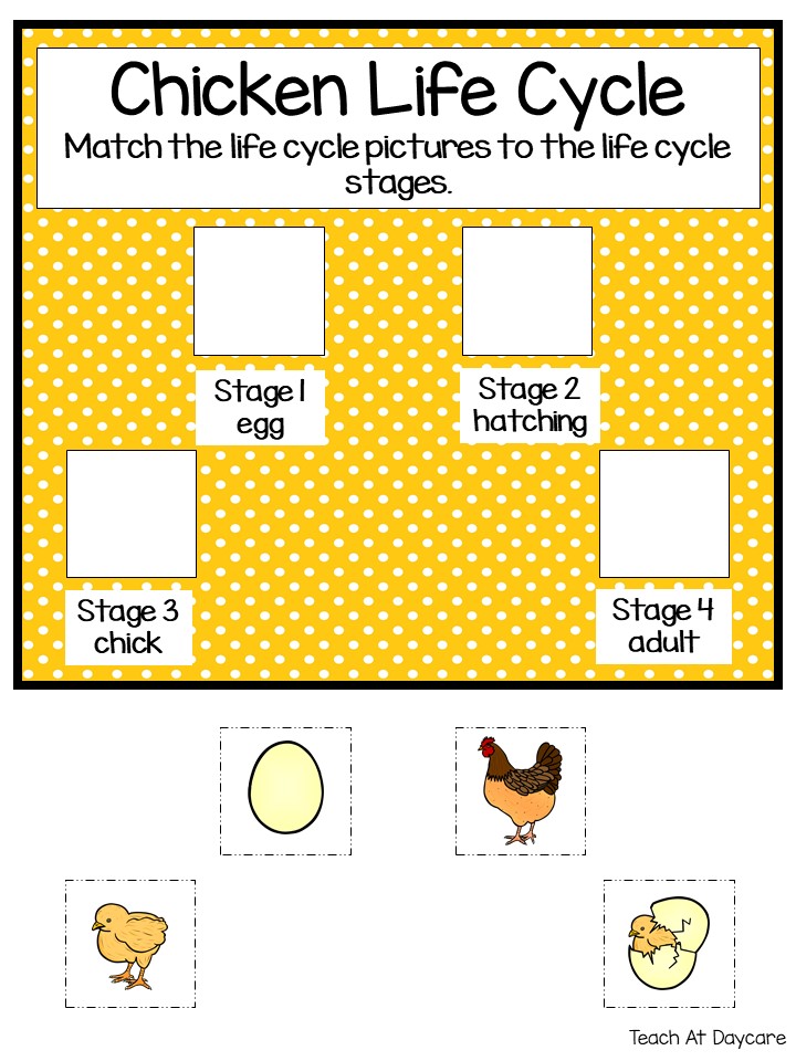 Life Cycle of a Chicken Science Curriculum Unit. | Made By Teachers