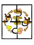 Life Cycle of a Chicken Science Curriculum Unit. - Made By Teachers