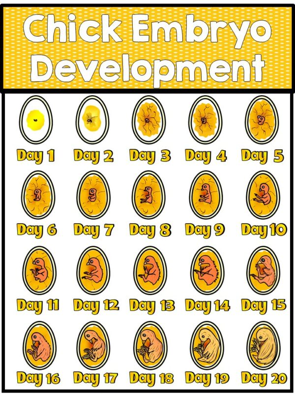Life Cycle of a Chicken Science Curriculum Unit. - Made By Teachers