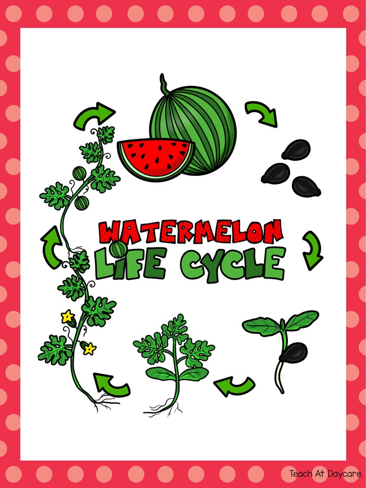 Life Cycle of a Watermelon Science Curriculum Unit. - Made By Teachers