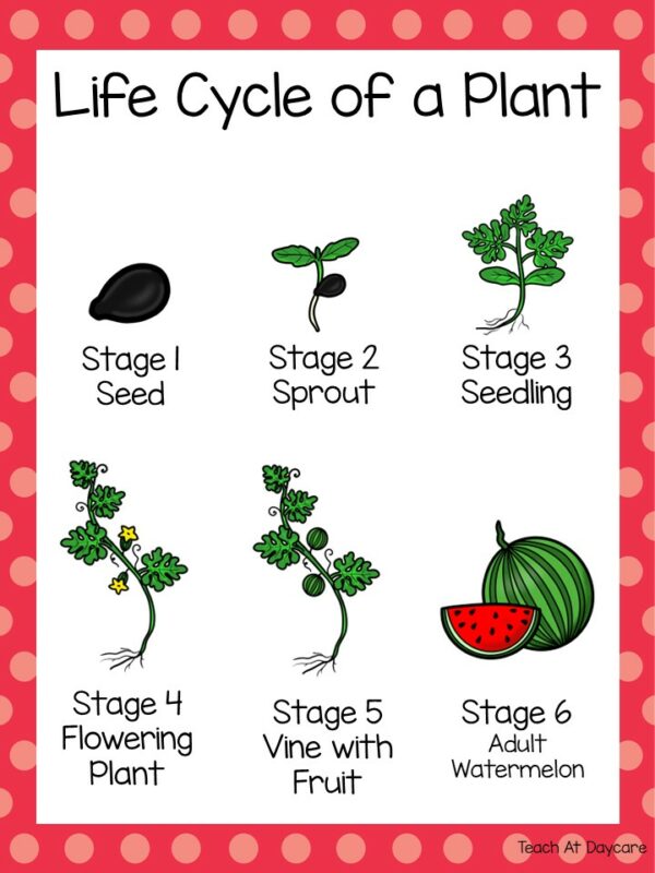 Life Cycle of a Watermelon Science Curriculum Unit. | Made By Teachers