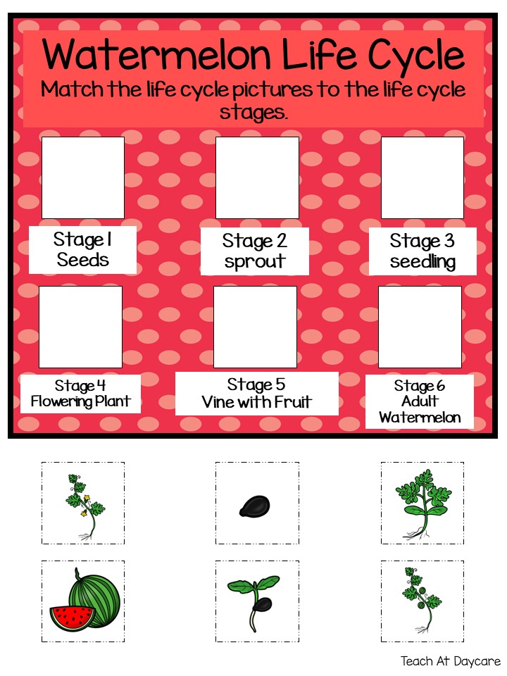 Life Cycle of a Watermelon Science Curriculum Unit. - Made By Teachers