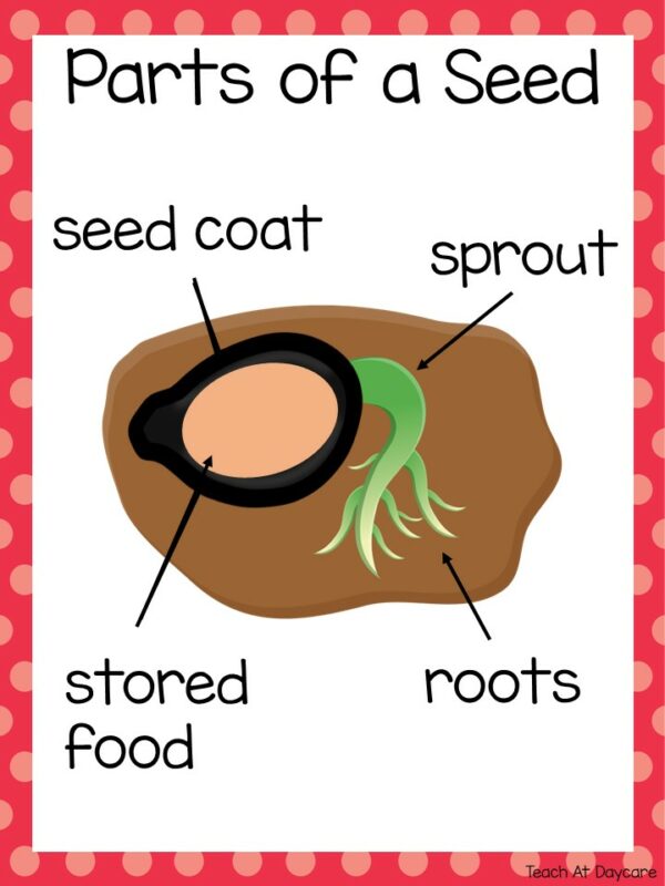 Life Cycle of a Watermelon Science Curriculum Unit. | Made By Teachers