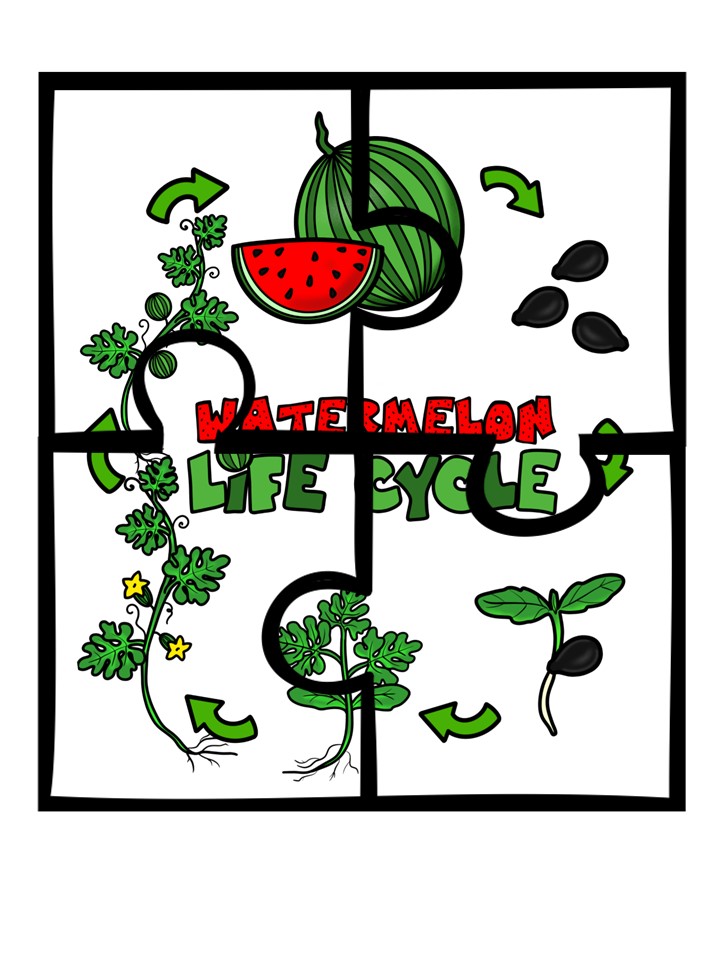Life Cycle of a Watermelon Science Curriculum Unit. - Made By Teachers